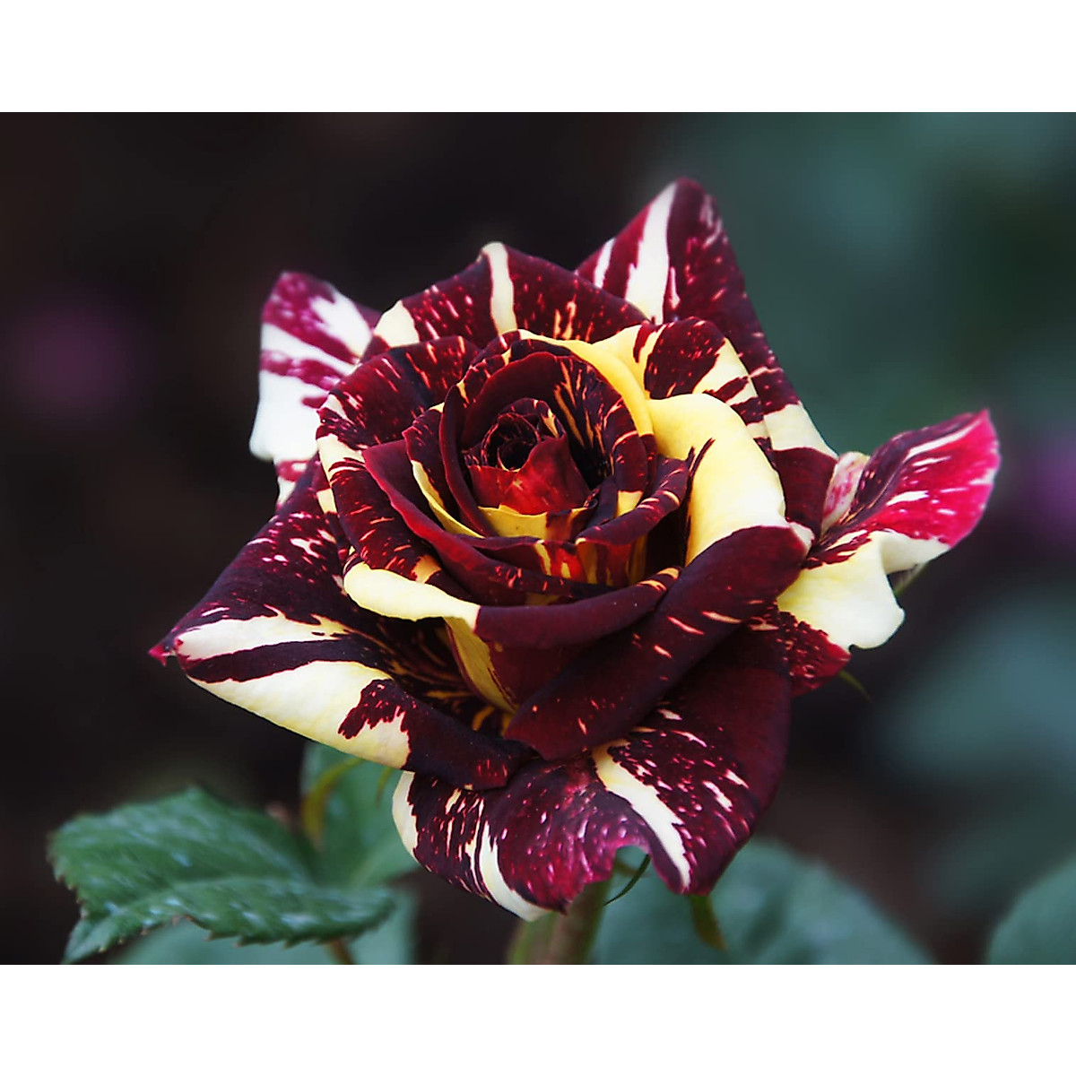 Rose Plants Live Ready to Plant Outdoors Seedlings,Dark Red Stripes Rose Bush,Multi Colours Rose Hedging,Home Garden Yard Decor Blooms,Easy Planting (1 Plant ,No Pot Include)