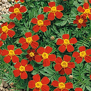 Outsidepride Tagetes Patula Disco Red French Marigold Garden Pollinator Flowers & Butterfly Attractant - 200 Seeds