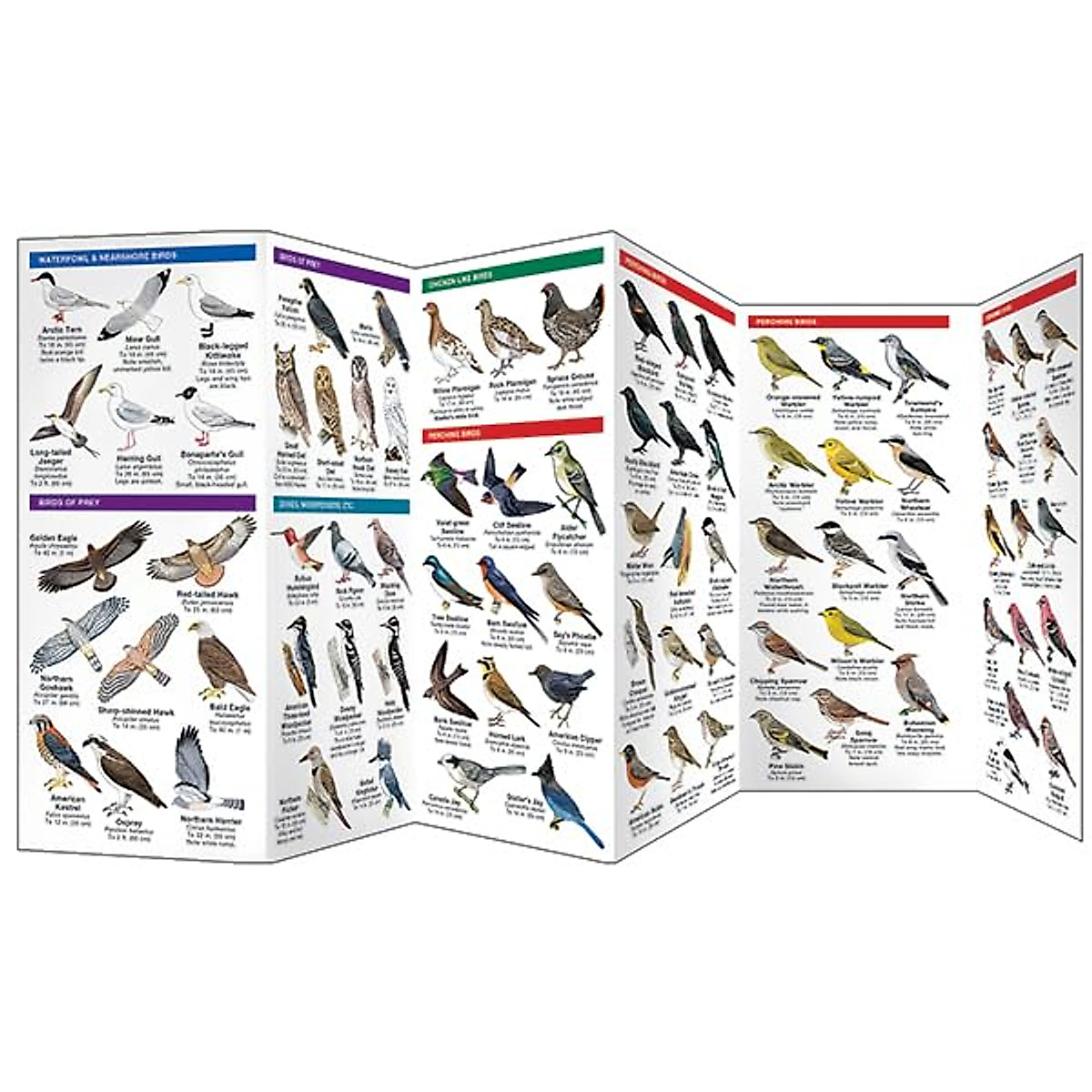 Alaska Birds: A Folding Pocket Guide to Familiar Species (Nature Observation North America)
