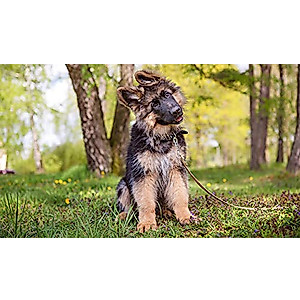 digestive enzymes for dogs 8 oz - DOG DIGESTIVE AID PROBIOTICS - NATURAL APPROACH - SOLUTION TO BAD BREATH AND GAS - COUNTER DIARRHEA - dog probiotics usa - 3 Bottles (180 Treats)