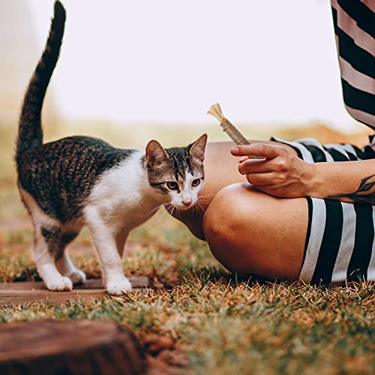 KINBOM 4pcs Cat Chew Toys Natural Silvervine Cat Dental Chew Sticks Cleaning Teeth Chew Catnip Toys for Cat Treat Cat Lick
