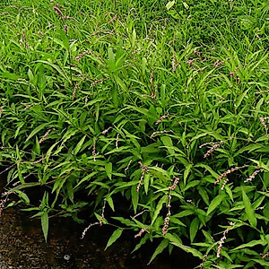 CHUXAY GARDEN 1000 Seeds Persicaria Hydropiper,Water Pepper,Marshpepper Knotweed,Arse Amart,Tade Annual Herb Plant Edible Decorative Spices Tingling Taste Great for Cooking