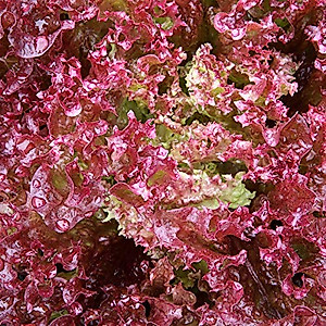 Leaf Lettuce Garden Seeds - Lollo Rosso - 2 Gram Packet, Non-GMO Vegetable Leafy Green Gardening Seeds