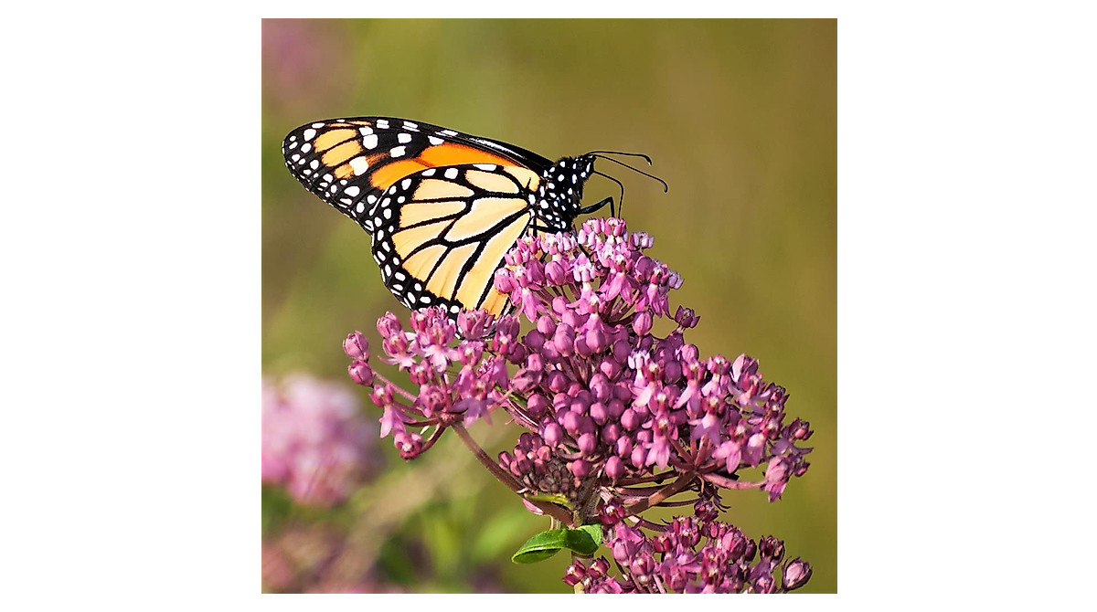 Swamp Milkweed Live Plant: Pink Rose Asclepias Incarnata