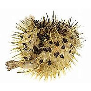 Puffer Porcupine Real Blowfish Nautical Fish Décor with Hanger (10")