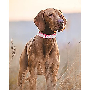 Bling Dog Collar for Small Medium Large Dogs, Crown Rhinestone Dog Collars for Girl and boy Dog, Diamond Puppy Collars, Adjustable Leather Suede SOFE Cat Collar (XS(8.2"-10.6"/21CM-27CM), Rose Red)