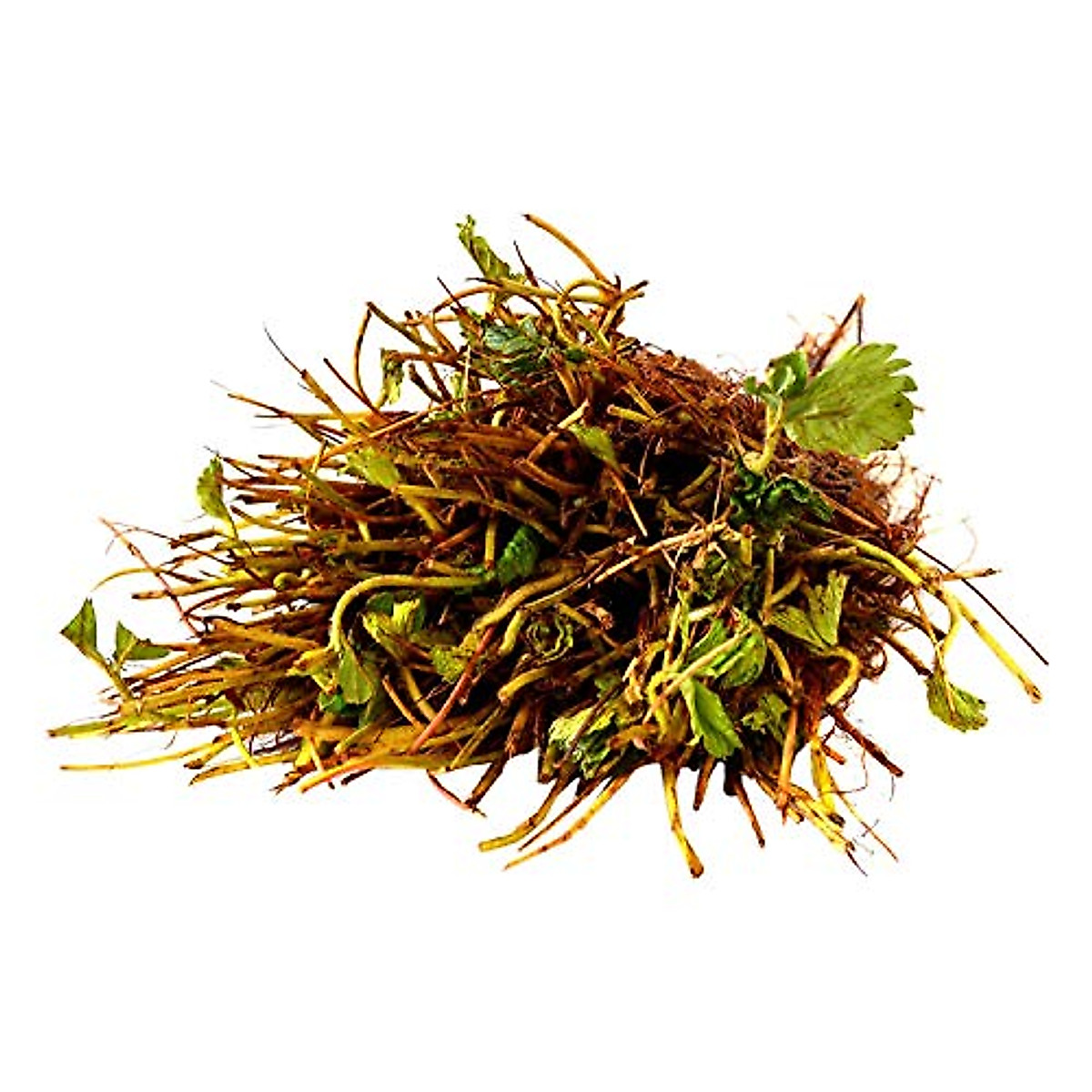 10 Eversweet Everbearing Strawberries Plants - (Pack of 10 Bare Roots for $9.95) Organic Grown USA. Zone 4-9.