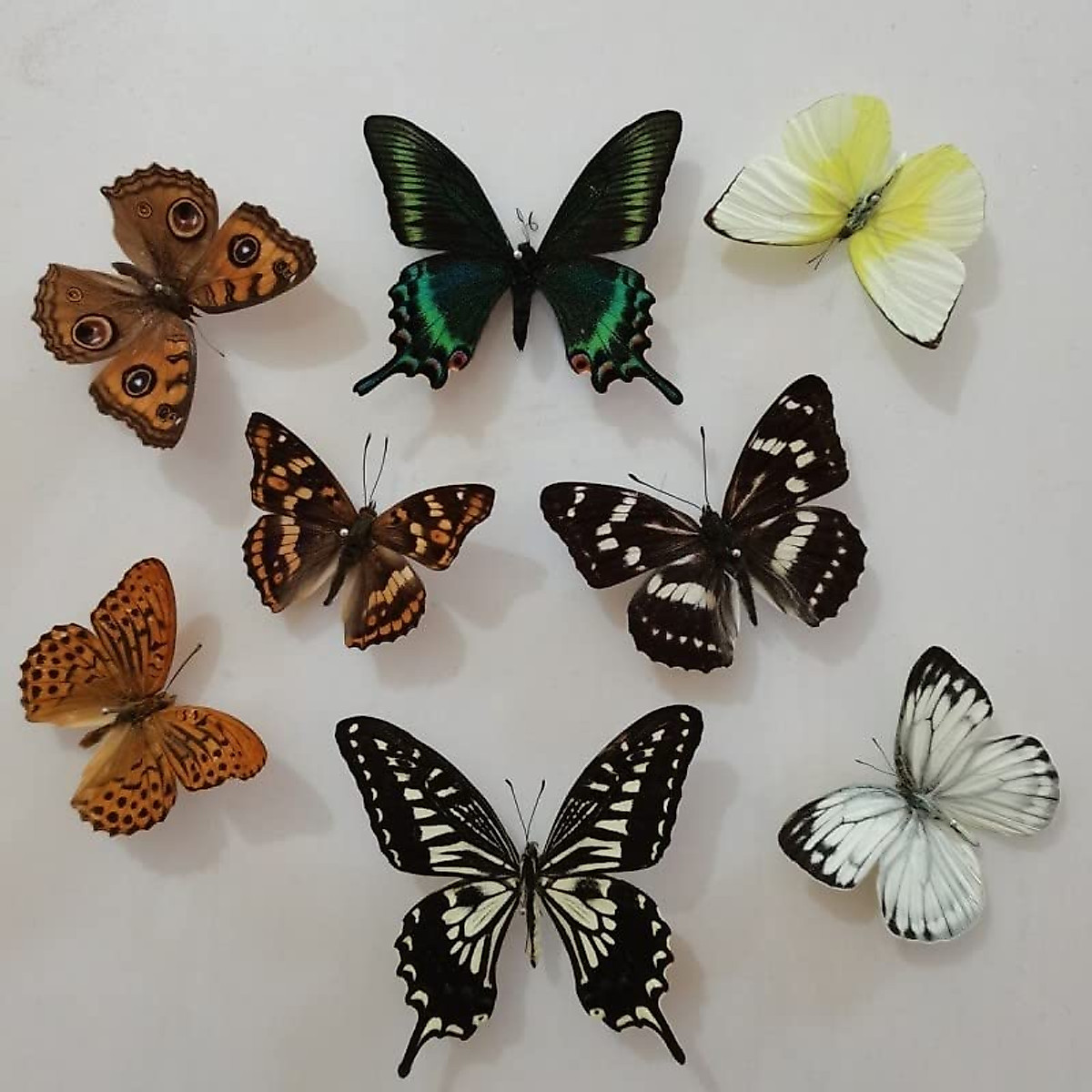BigBigMe 10Pcs Natural Unmounted Rhopalocera/Le Papillon/Butterfly Specimen Artwork Material Decor, Taxidermy Animals Gifts for Kids Family