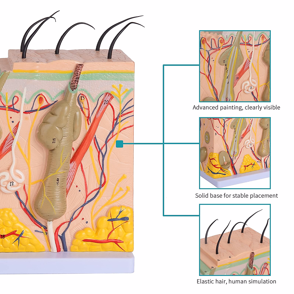 LVCHEN Skin Anatomy Model - Skin Diagram Model Human Anatomy Skin Model Skin Structure 50X Magnification Model with Hair