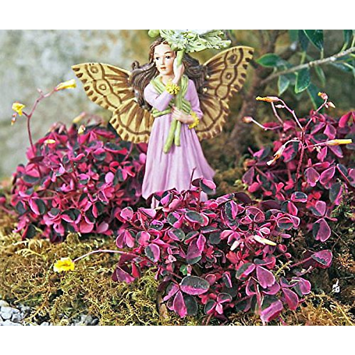 Plum Crazy Shamrock - Oxalis - 2.5" Pot - Fairy Garden Plant/House Plant/Edible