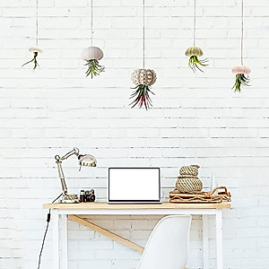 5 Pack Mini Sea Urchin Shell Air Plant Holders- 5 Styles Decorative Hanging Air Plant Pot Cute Tillandsia Succulent Display Container with Ropes for Home Garden Beach Theme Party Decors (No Plants)
