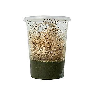 Finn's Frog Farm Fruit Fly Media (Makes 24 Cultures)