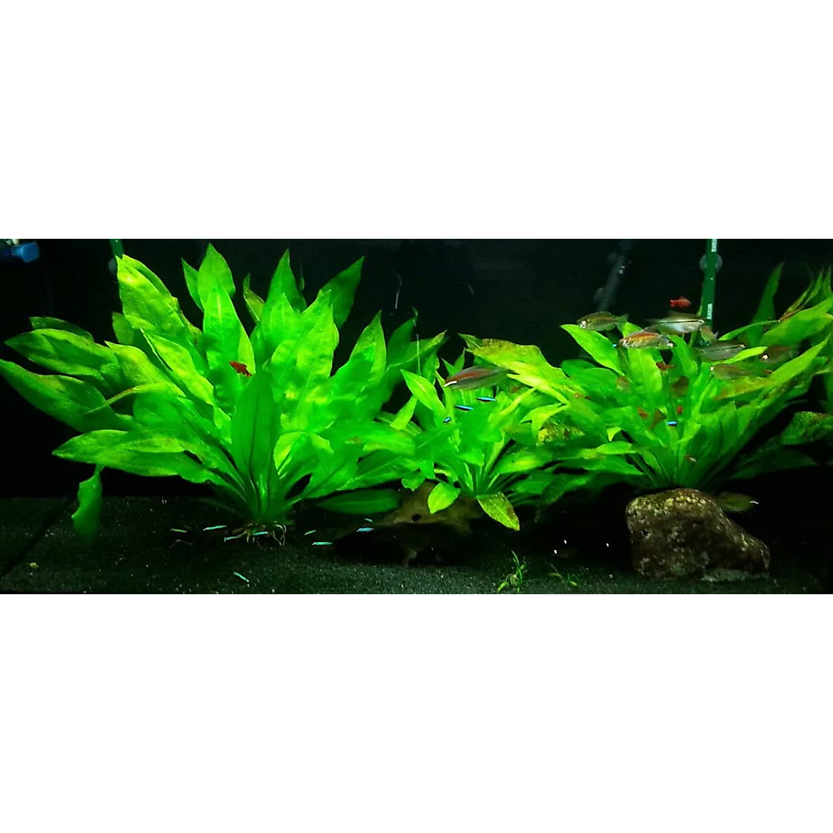 Marcus Fish Tanks - Amazon Sword Echinodorus Bleheri Easy Live Aquarium Plants for Aquatic Freshwater Fish Tank Buy 2 GET 1