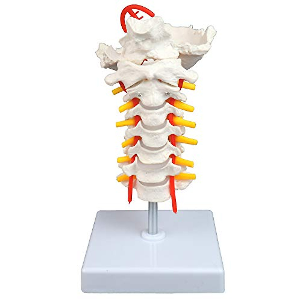 Vision Scientific VAV261 Cervical Spine with Nerves & Arteries | Life-Size, Articulated | 7 Cervical Vertebrae, Intervertebral Discs | Occipital Bone, Spinal Cord | Instruction Manual
