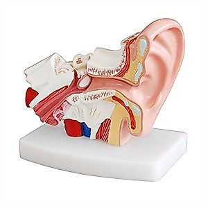Doc.Royal Human Professional Desktop Ear Joint Simulation Model Medical Anatomy PVC Plastic Type DR-XF-102