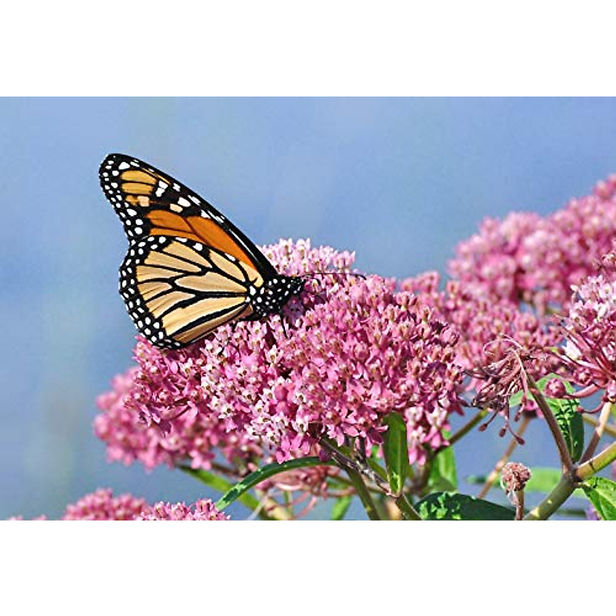 Sow Right Seeds Common Milkweed Seeds; Attract Monarch Butterflies to Your Garden; Non-GMO Heirloom Seeds; Full Instructions for Planting, Wonderful Gardening Gift (1)