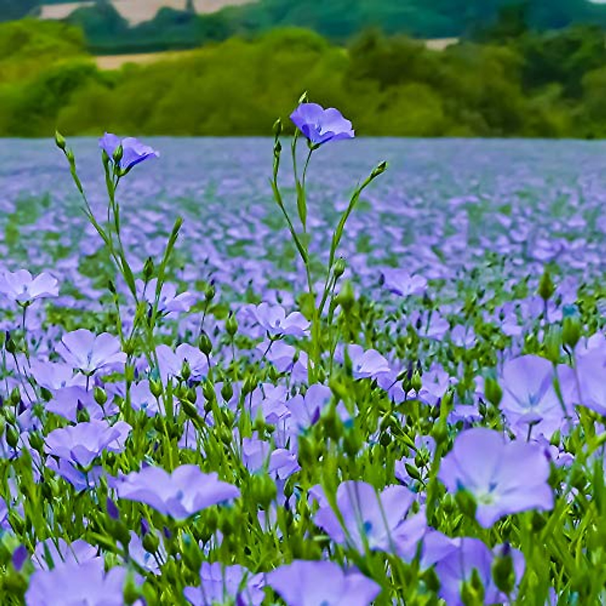 Outsidepride Linum Sky Blue Common Flax or Linseed Garden Flower Plant Seeds - 1000 Seeds