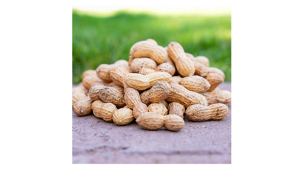 Premium In-Shell Peanuts for Wildlife - Desert Valley Supply