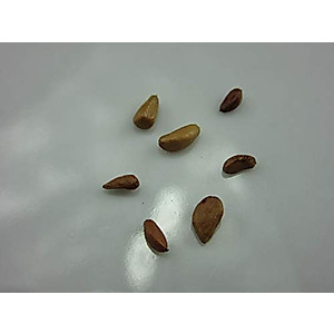 1216-Puppy Rose (Rosa Canina) Seeds by Robsrareandgiantseeds UPC0764425788690 Non-GMO,Organic,USA Grower,Historic plants,Showy,Bonsai,Exotic,Rosehip-Tea-Oil-Syrup,Wild-Dog Rose,1216 Package of 7 Seeds