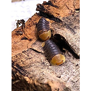 Bugzy Bugs Rubber Ducky Cubaris Isopods 5 Count Roly Poly Cleanup Crew for Insects Terrarium Reptile Pet Food