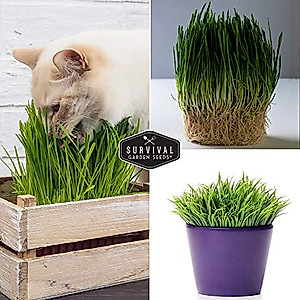 Survival Garden Seeds - Cat Grass Seed for Planting - Packet with Instructions to Plant and Grow Greens for Your Pet Indoors or Outdoors in a Container or Garden - Non-GMO Heirloom Variety
