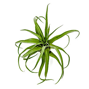 ragnaroc Live Air Plants - Tillandsia Streptophylla Jumbo – 1 count 5-9 inches – Ideal for gifts & presents, live indoor plants & live house-plants – live plants for home décor, 30 Day Guarantee