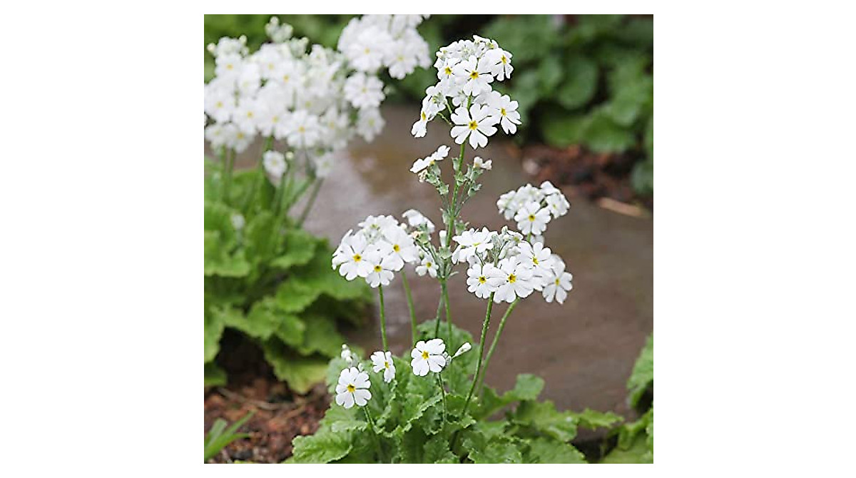 50Pcs Primula Primrose Seeds: Hardy Non-GMO Garden Flowers