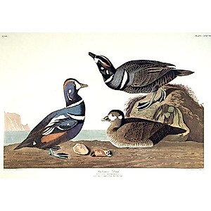 Harlequin Duck. From"The Birds of America" (Amsterdam Edition)