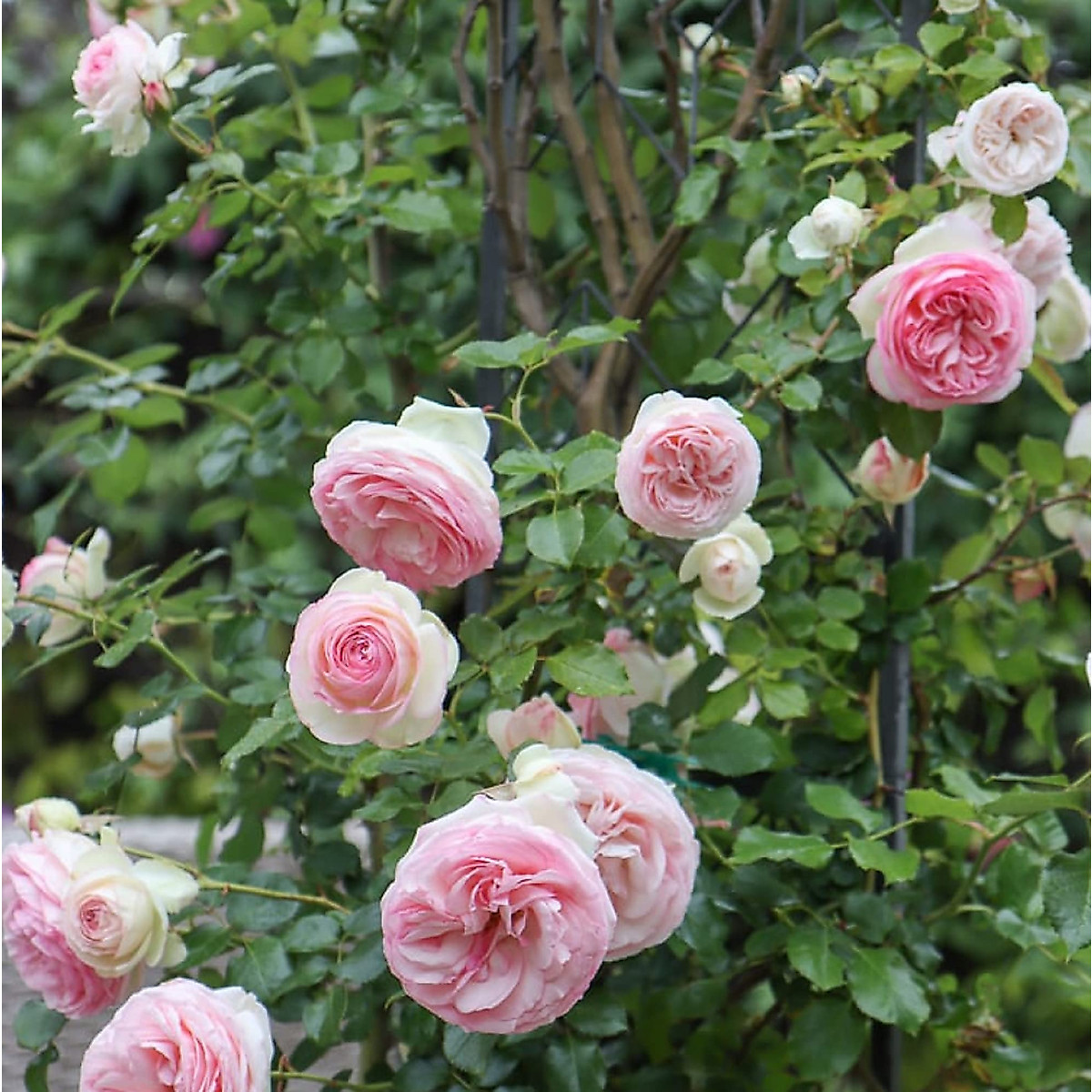 CHUXAY GARDEN Pink and White Rose Seed 200 Seeds Heirloom Eden Roses Rose Bush Highly Fragrant Perennial Ornament Flower Eye-catching Decoration