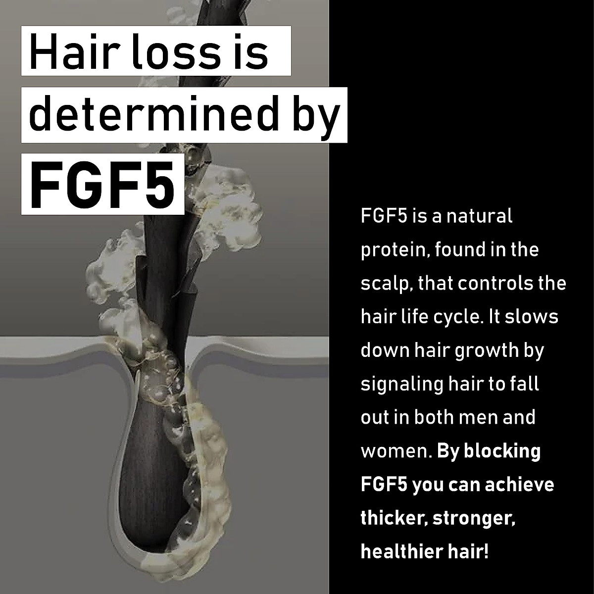 évolis Prevent Anti-Aging Conditioner | Natural Anti Hair Loss Conditioner for Men and Women | Ideal for Sensitive, Dry Scalp and Oily Hair | Preventative Hair Loss Treatment (8.5 fl oz)