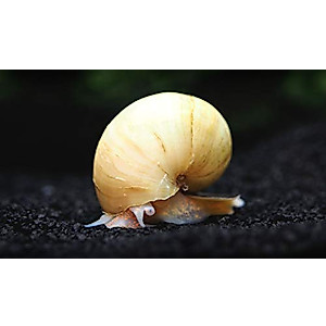 Aquatic Arts 1 Live Ivory Mystery Snail | Freshwater Aquarium Control / Glass Clearer | Safe in Tetra / Guppy / Betta Fish Tanks | Tank Decor