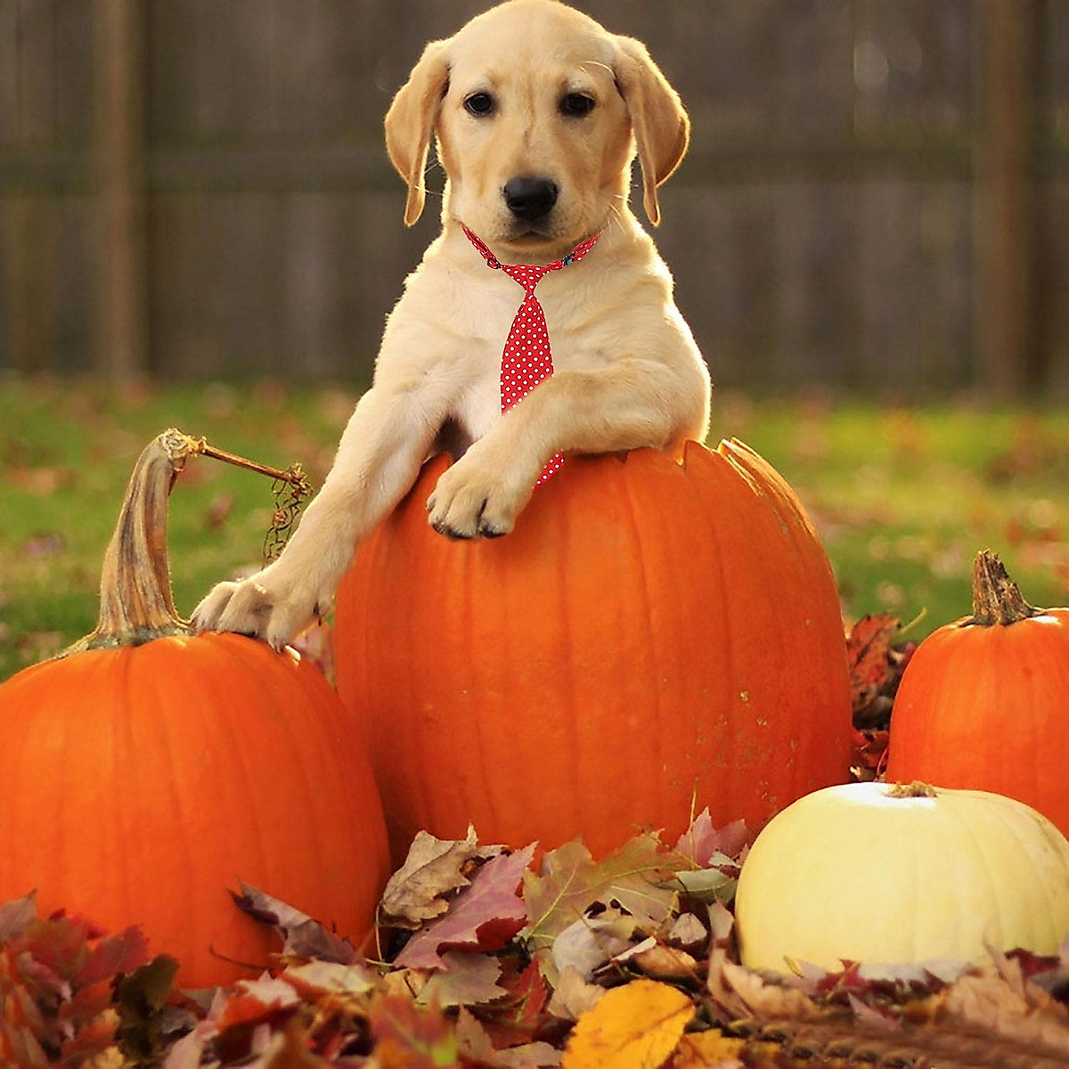 Segarty Dog Ties 30 PCS Dog Neckties, Adjustable Neck Ties and Bows for Medium Large Pets Festival Formal Bulk Pet Bowties Collar Grooming Accessories Holiday Birthday Wedding Costumes