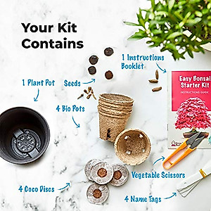 Grow Your Own Bonsai kit | Tree Plants & Seeds | Crafts Hobby Kits | Easily Grow 4 Types of Bonsai Trees with Our Complete Beginner Friendly Kit | Christmas Gift Ideas for Plant Lovers