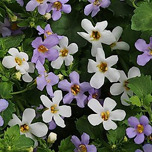 Outsidepride Bacopa Utopia Fuseables Garden Flower & Ground Cover Plant Seed - 20 Seeds
