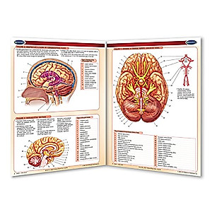Permacharts Brain - Human Brain Chart- 8.5" x 11" Laminated Medical Quick Reference Guide