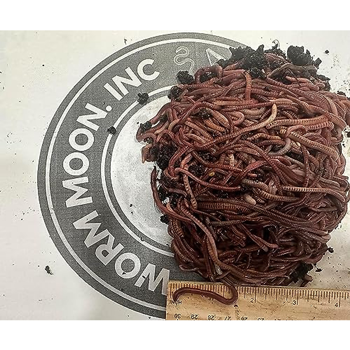 50+ Red Wigglers Composting Worms, Composting Bins