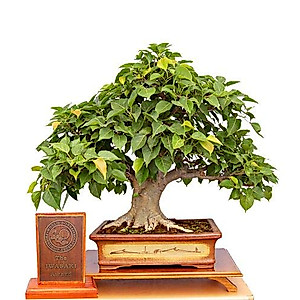 Sacred Fig Bonsai Tree Seeds - 25+ Seeds - Ficus Religiosa, Sacred Ficus Tree Seeds Ships from Iowa, Made in USA