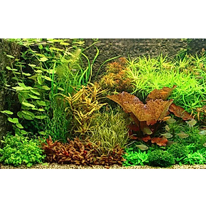 Aquatic Discounts - 4 Types of Easy/Beginner Live Aquarium Plants - Anubias + Amazon Sword + Ludwigia + Java Moss BUY2GET1FREE!