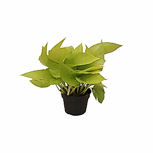 California Tropicals 4" Neon Pothos Live Pot Houseplant - Plant for Indoors, Outdoors, Easy Care Tropic for House, Office, Potted Real Plant Easyplant for Inside Houses & Gardens for Purifying Air