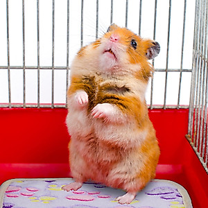 8 Pcs Small Animal Fleece Blanket Cage Liners Absorbent Guinea Pig Blanket Soft Guinea Pig Accessories Warm Pet Sleep Mat Paw Print Hamster Mat for Hamster Dog Rabbit Puppy Hedgehog (7.9 x 7.9 Inch)