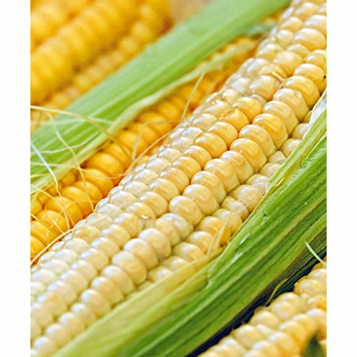 Sugar Buns Sweet Yellow Corn Seeds for Planting, 50+ Heirloom Seeds Per Packet, (Isla's Garden Seeds), Non GMO, 90% Germination Rates, Botanical Name: Zea mays, Great Home Garden Gift