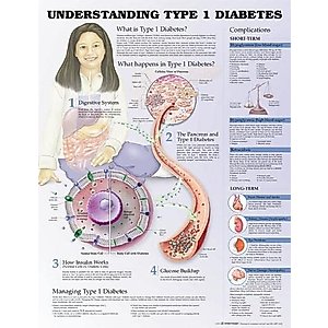 Understanding Type 1 Diabetes Anatomical Chart