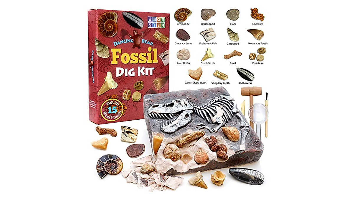 Dancing Bear Fossil Dig Kit for Kids | Excavate 15 Prehistoric Fossils