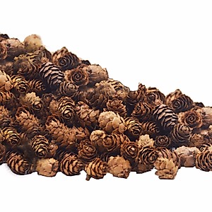 Deloky 150 PCS Christmas Natural Mini Pine Cones- 2CM Thanksgiving Small Pinecones Ornaments Vase Fillers for DIY Crafts, Home Decorations,Fall and Christmas,Wedding Decor