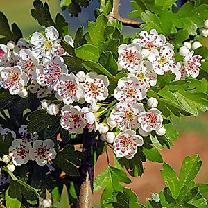 CHUXAY GARDEN 20 Seeds Crataegus Laevigata,English Hawthorn,Midland Hawthorn,May,Albespyne Small Low-Branching Deciduous Tree Edible Fruit