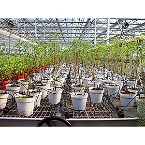 (100-PACK) - 6" Inch .5 GPH - Angled Drip Emitter Stake for Precise Watering & Irrigation, Greenhouse, Container Gardening, Home Garden, and Hydroponics Growing - for 1/8" Tubing (6" Inch Drip Stake)