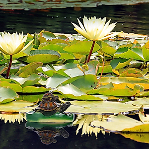Happyyami Artificial Floating Foam Lotus Flowers Artificial Lily Pad Turtle Floating Lotus Leaves Water Lily Pad for Pond Aquariums Fish Tank Pool Decorations