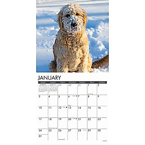 Just Goldendoodles 2021 Wall Calendar (Dog Breed Calendar)