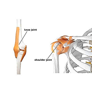 Vision Scientific VAS215-DC Medical Grade, Full Size Skeleton W Hand Painted Muscles & Ligaments | Thick Zip Dust Cover | Skeleton Wired for Natural Movement | Mounted on Roller Stand W Manual
