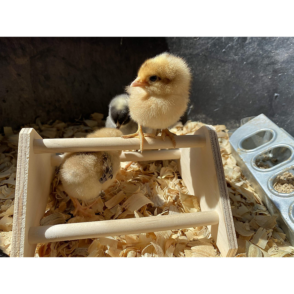 Mini Chick Roosting Perch (2 Pack) Chicken Toys for Coop and Brooder for Baby Chicks El Pollitos La Pollita Pollos Gallinas Polluelos